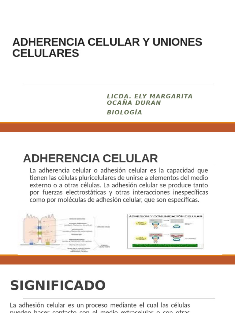 Modulo IV Biologia Adherencia Celular y Uniones Celulares | PDF ...