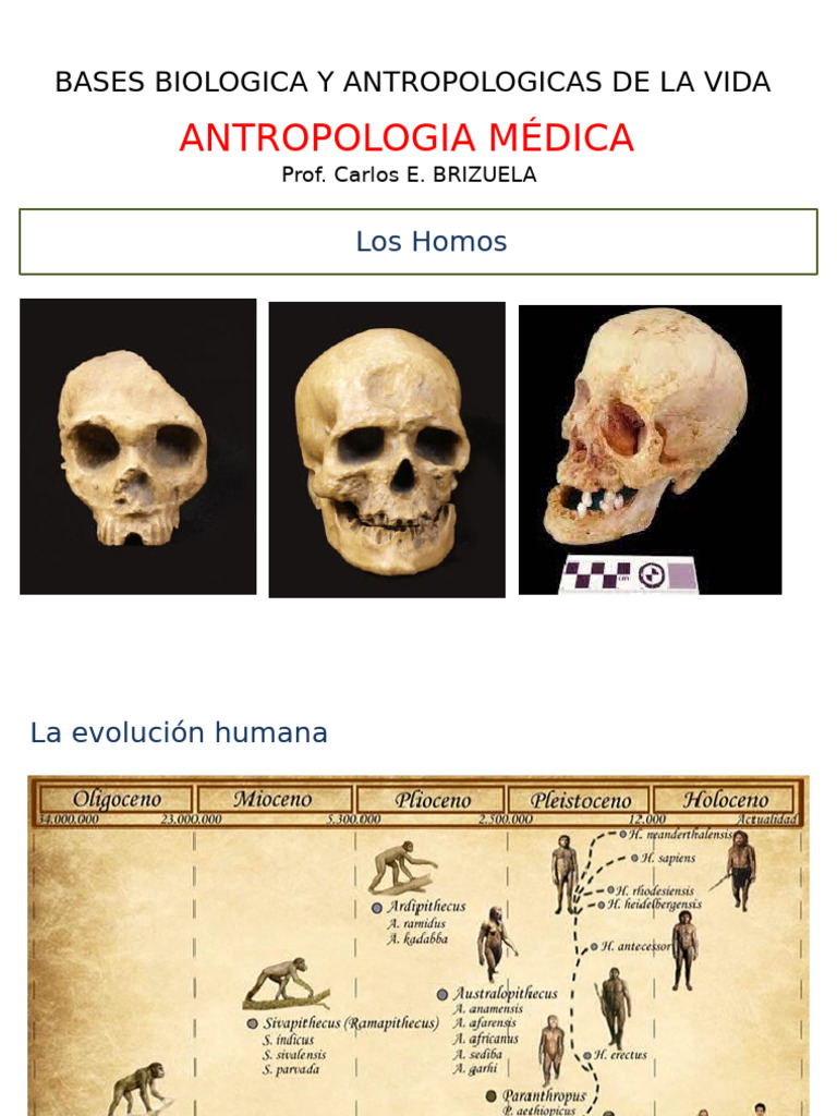 Antropo 6 | PDF | Homo | neanderthal