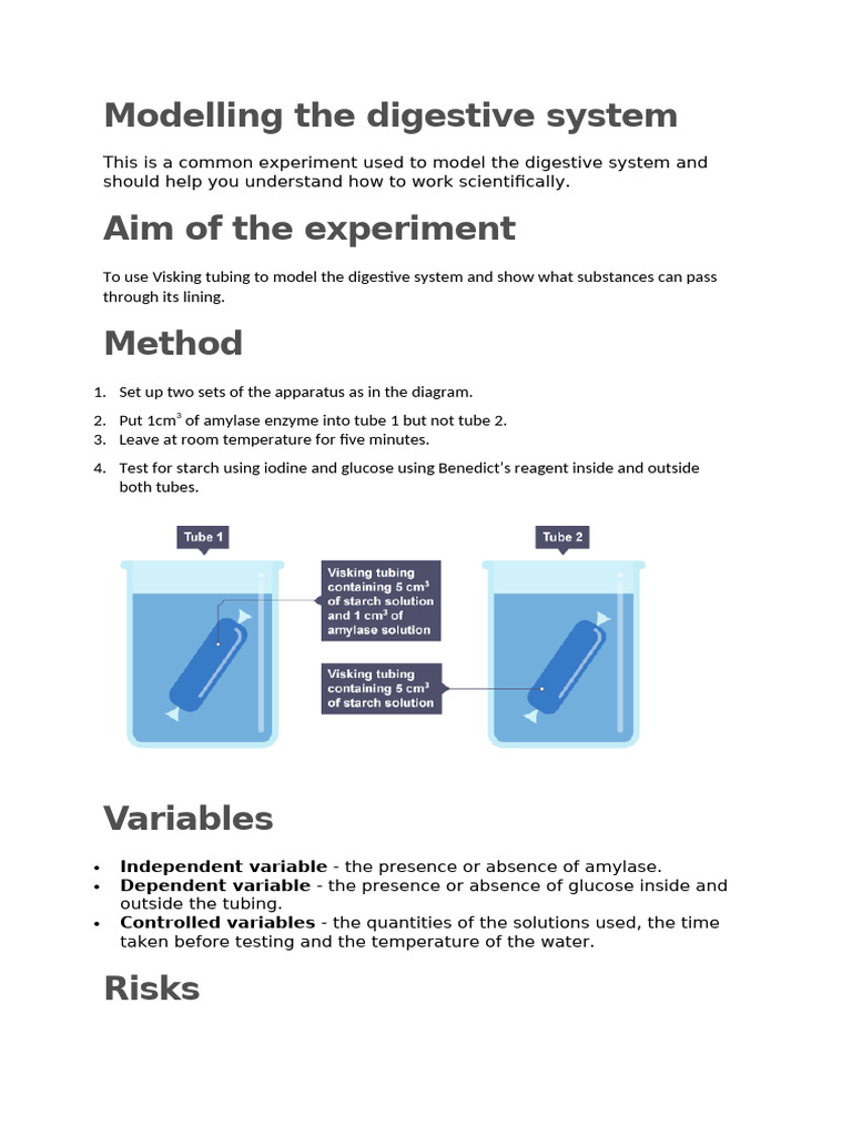 Modelling The Digestive System | PDF
