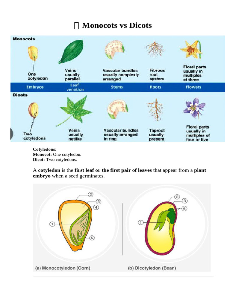 Monocots Vs Dicots | PDF