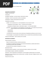 Glosario de briofitos y caulidios | PDF | Hoja | Plantas
