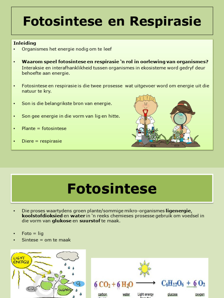 Eenheid 1 Fotosintese en Respirasie | PDF