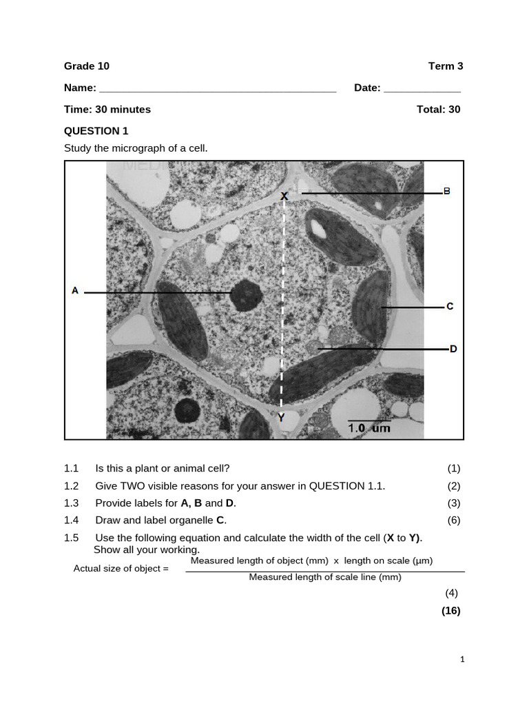 Gr.10 Practical Task Term 3 2020 - Final | PDF