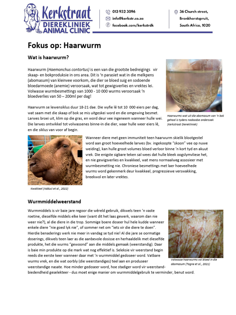 Fokus Op Haarwurm KDK 022024 | PDF