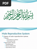 Male Reproductive System Diagram Guide | PDF | Science & Mathematics