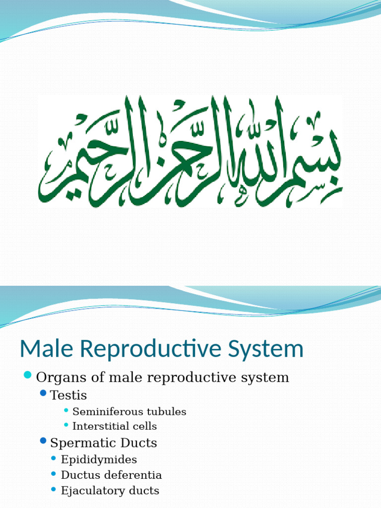 Male Reproductive System | PDF | Testicle | Prostate