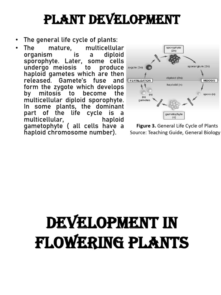 Plant Life Cycle and Development Process | PDF | Seed | Plant Morphology