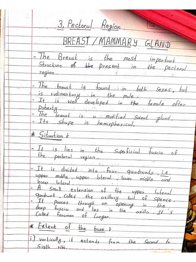 Upper Limb Anatomy | PDF