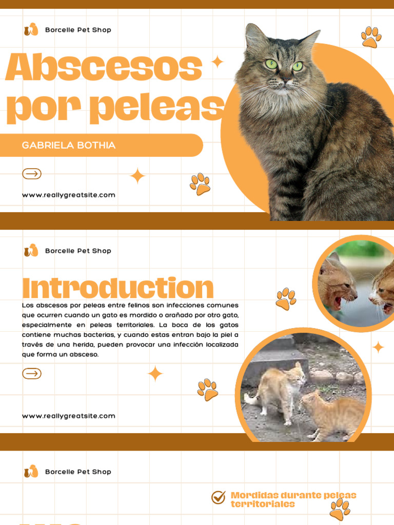 Abscesos Felinos | PDF | Infección | Especialidades Medicas
