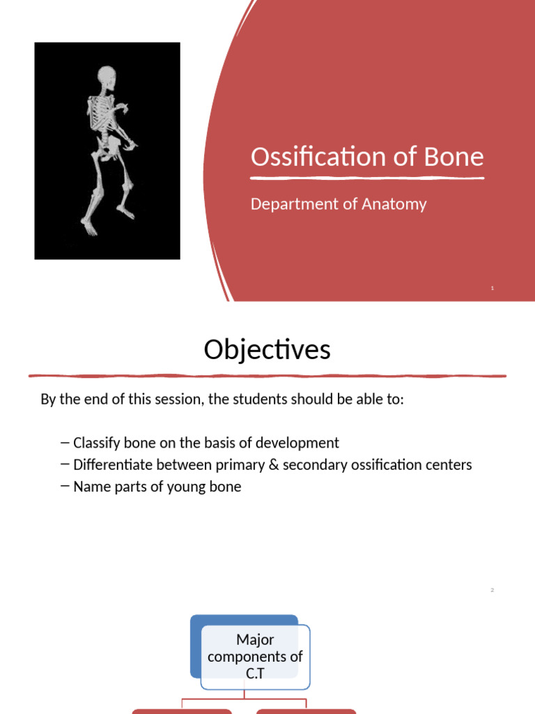 Bone Ossification and Development Guide | PDF | Bone | Skeletal System