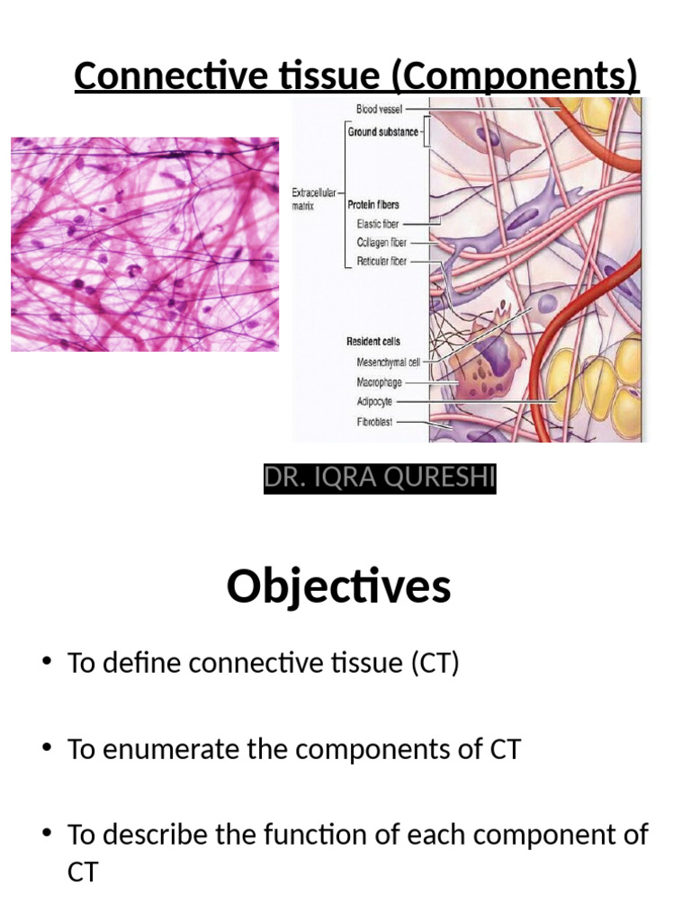 Connective Tissue Components DR - Iq | PDF | Connective Tissue | Tissue (Biology)