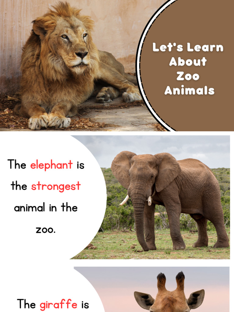 Zoo Animals Presentation | PDF