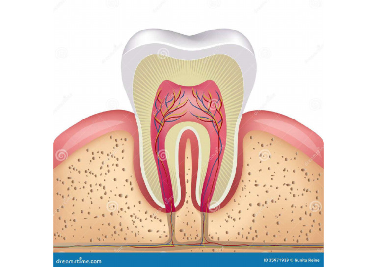 Tooth Cross Section Healthy White Gums Bone Illustration Detailed ...