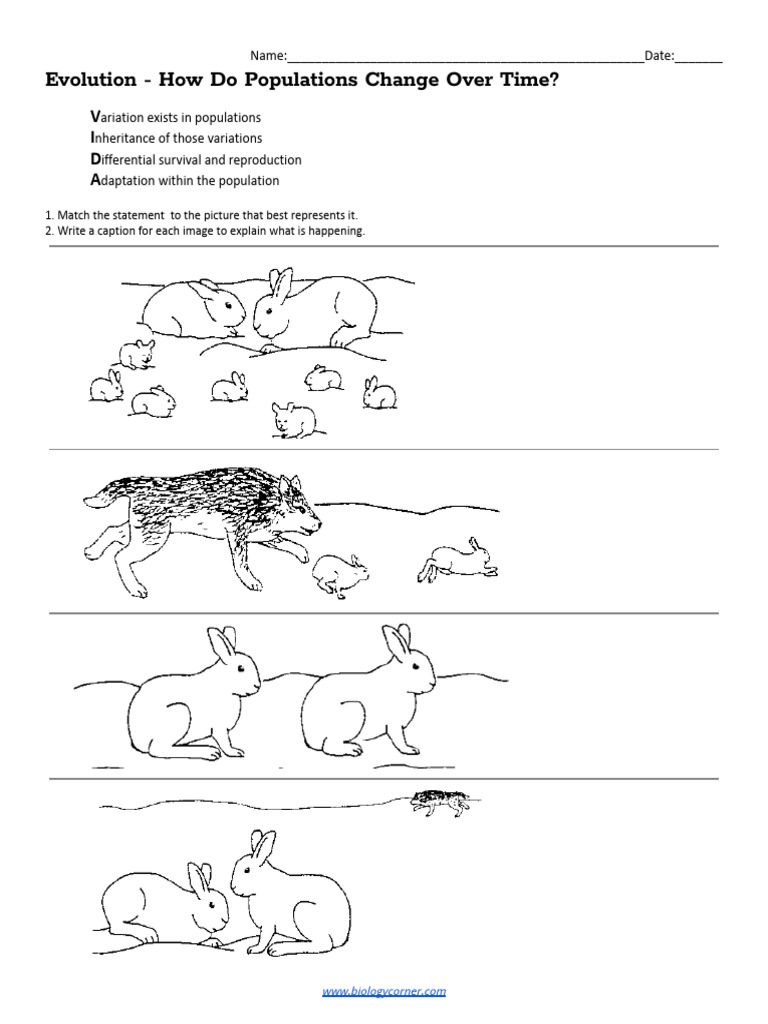 Evolution Rabbits and Wolves | PDF