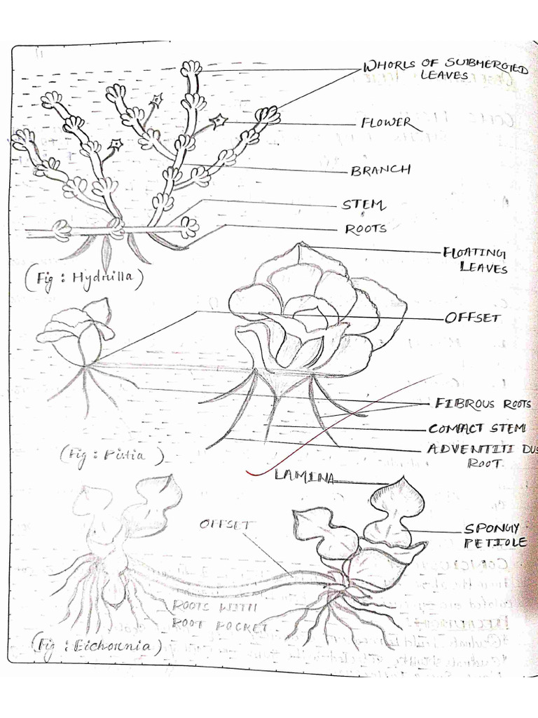Spot - Hydrophyte and Xerophyte | PDF