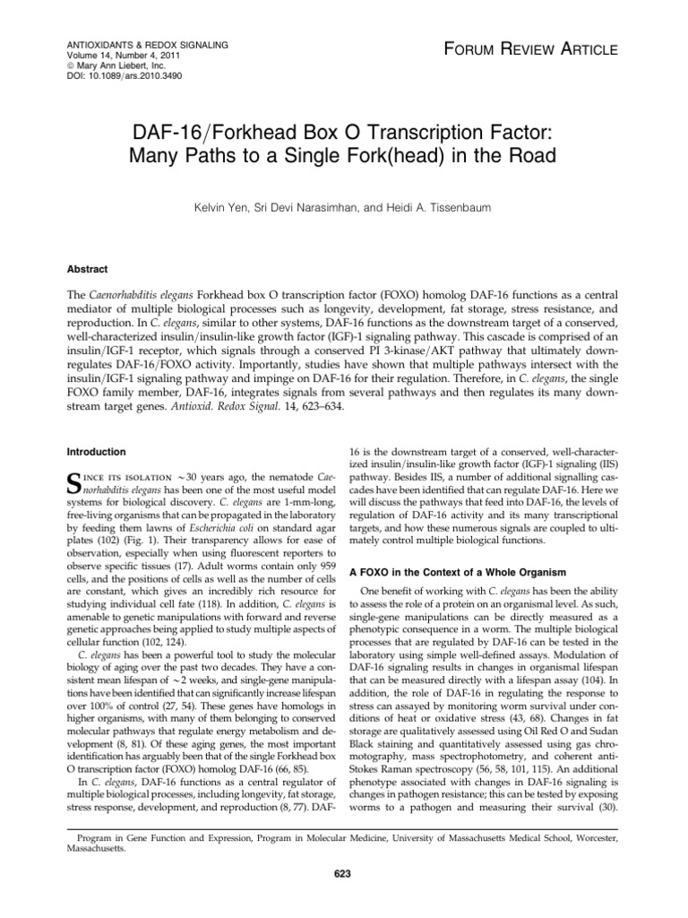 DAF-16: Key Regulator in C. elegans | PDF | Protein Kinase B | Kinase