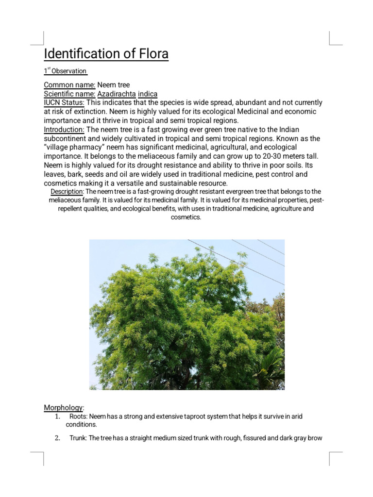 Identification of Flora | PDF | Trees | Botany