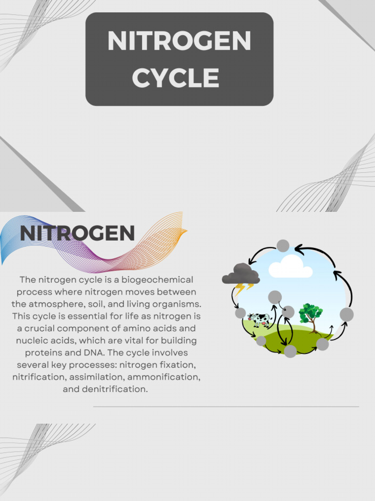 Nitrogen Cycle | PDF