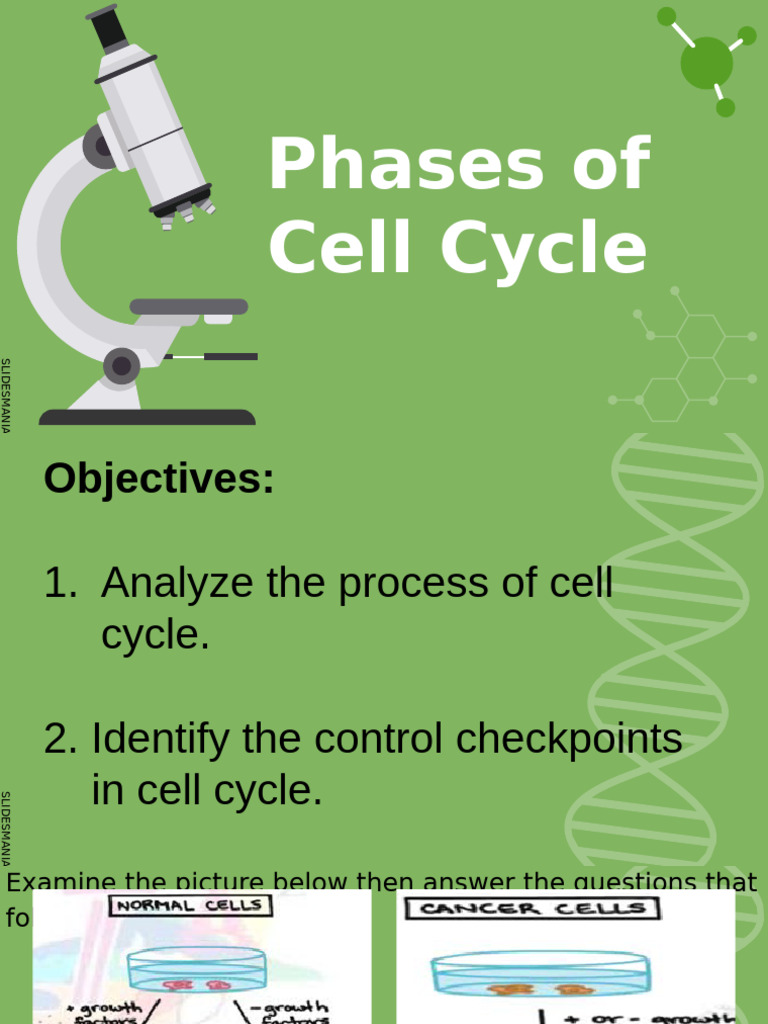 Phases of Cell Cycle | PDF | Cell Cycle | Kinase