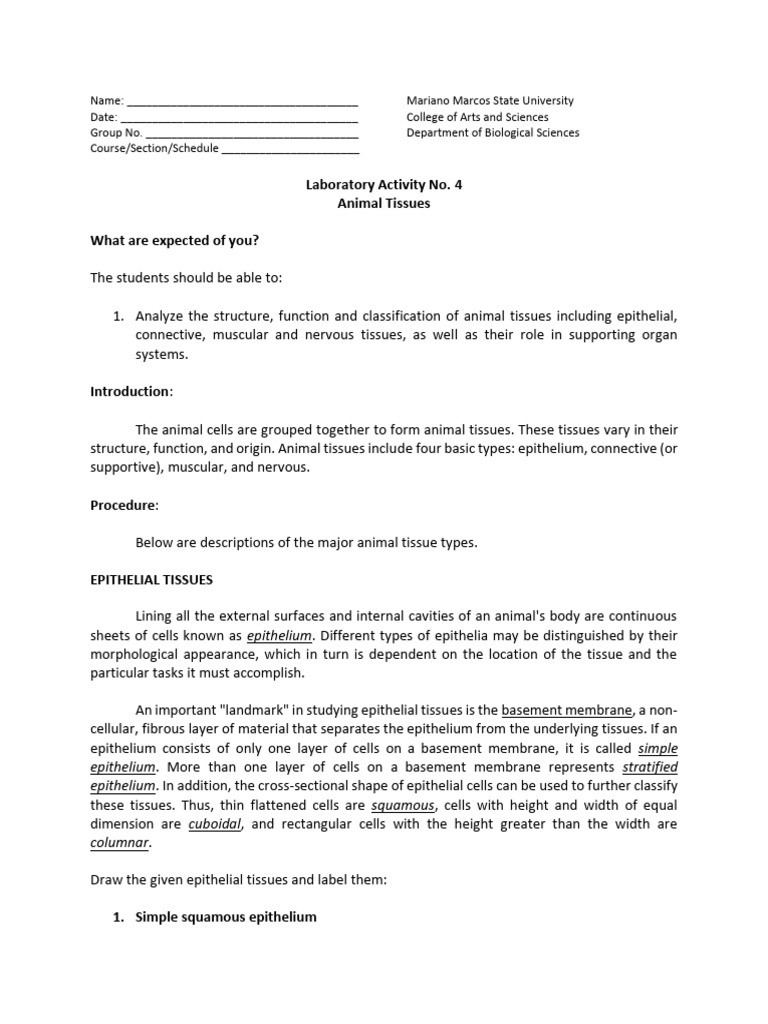 Laboratory Activity No. 4 Animal Tissues | PDF | Epithelium | Tissue ...