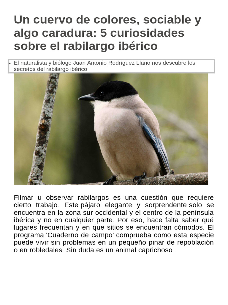 5 curiosidades del rabilargo ibérico | PDF | Ornitología | Aves