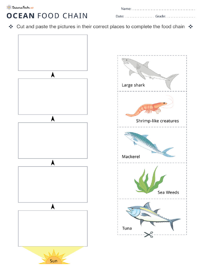Under The Sea Food Chain Worksheets | PDF