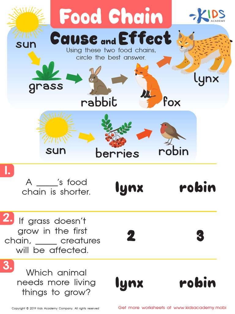 Grade 3 Food Chain Worksheet | PDF