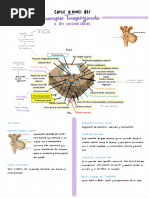 Función del tracto rubroespinal | PDF | Cerebro | Neuroanatomía