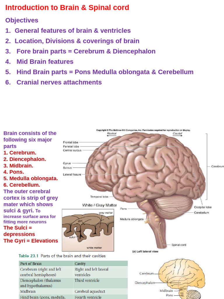 N. 2025. Introduction To Brain & Spinal Cord DR Baqir 36 SL | PDF | Brainstem | Cerebrum
