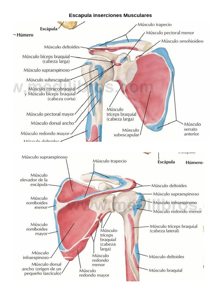 Escapula Inserciones Musculares | PDF
