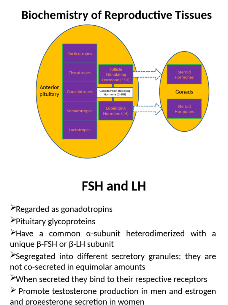 Tissue Biochem Lecture | PDF | Luteinizing Hormone | Gonadotropin