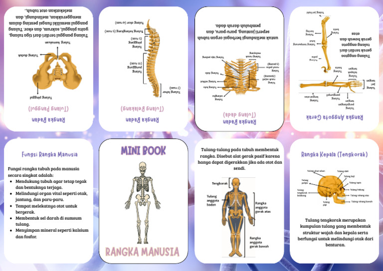 Mini Book Rangka Manusia | PDF