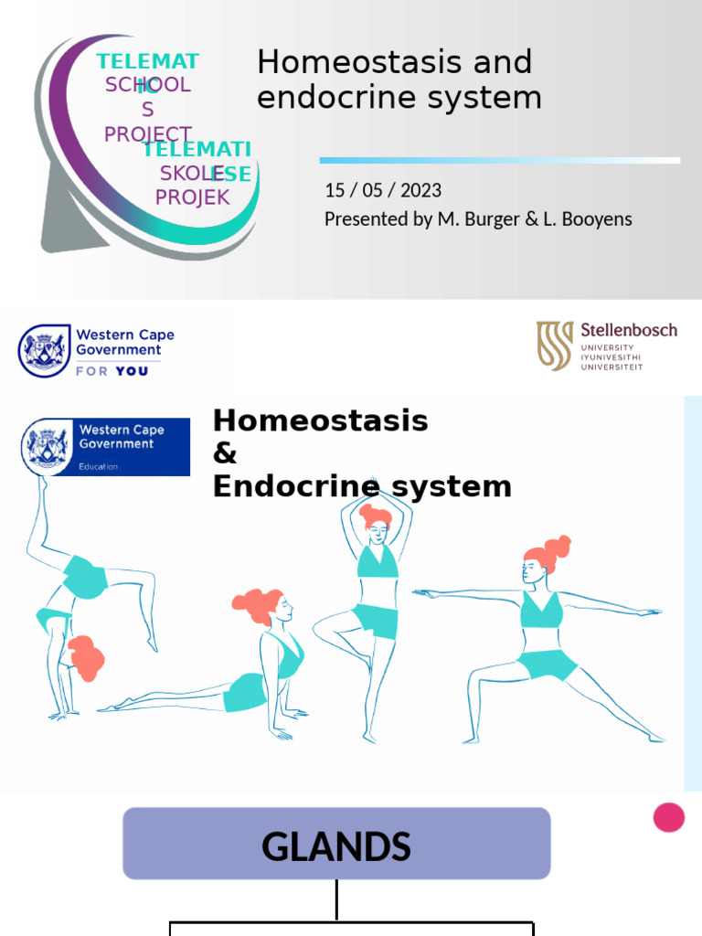 Homeostasis & Endocrine - Eng | PDF | Endocrine System | Homeostasis