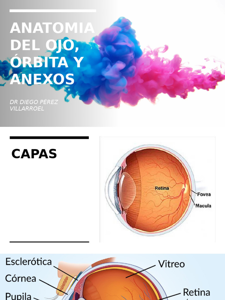 Anatomia Del Ojo, Órbita y Anexos | PDF
