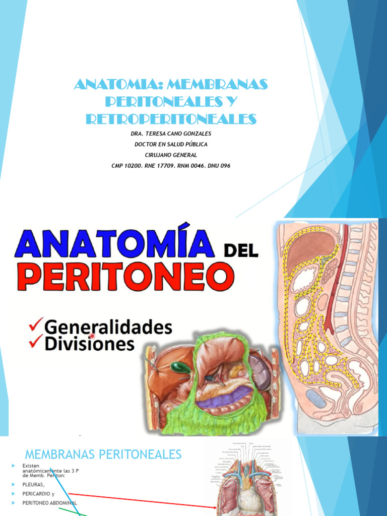 Anatomia Retroperitoneo 2023 2 1 | PDF