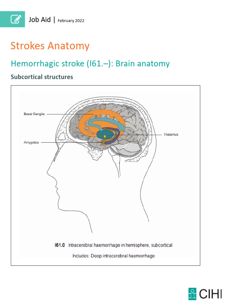 Stroke Anatomy and ICD-10 Codes | PDF | Cerebral Cortex | Stroke