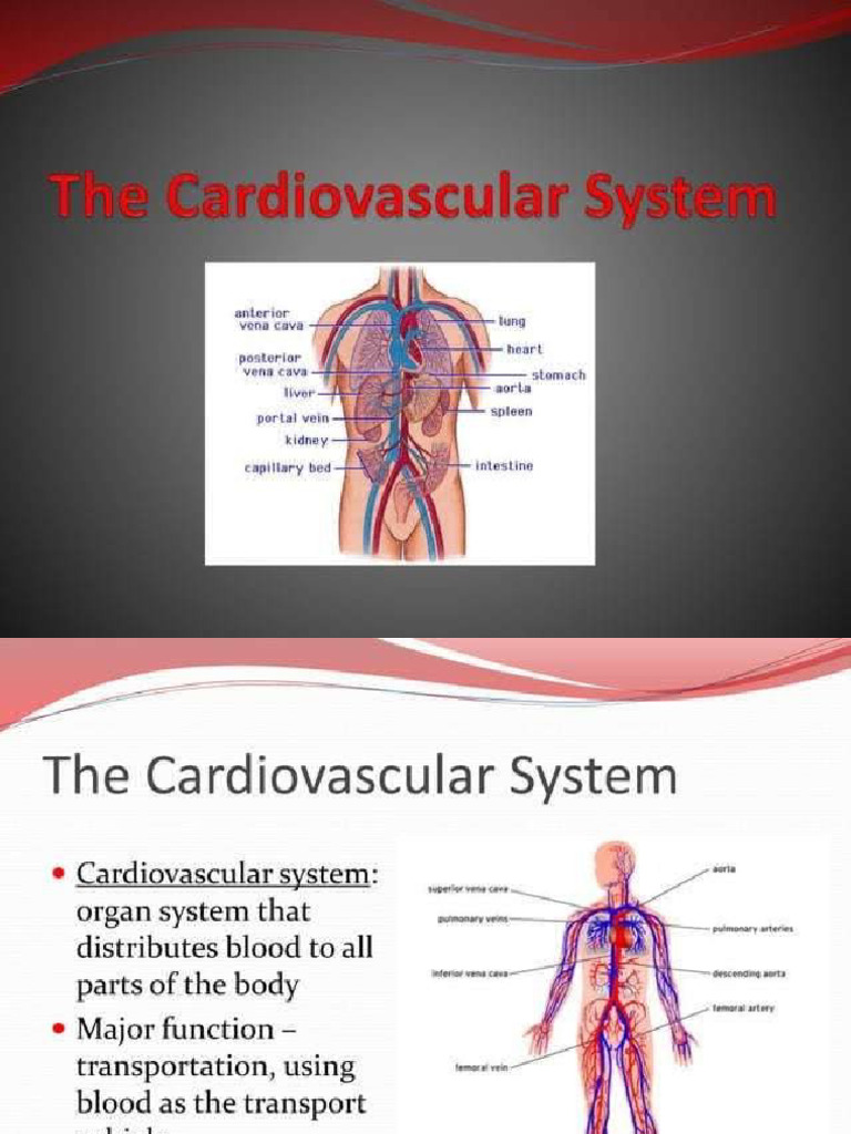 Unit 2 Cardiovascular System | PDF