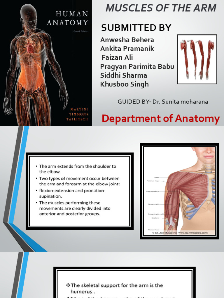 Muscles of The Arm | PDF