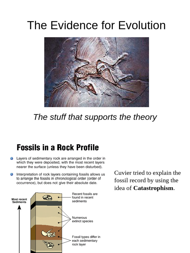2 Evidence For Evolution | PDF | Evolution | Homology (Biology)
