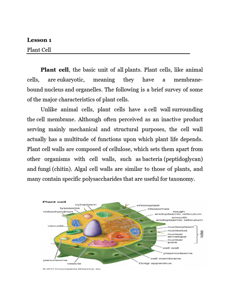Lesson 2-Plant Cells and Tissues | PDF | Tissue (Biology) | Mitosis