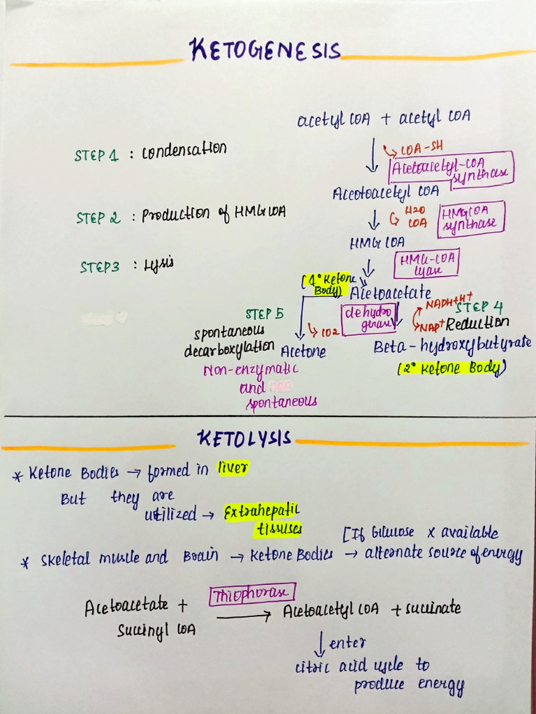 Ketogenesis and Ketosis | PDF | Ketosis | Ketone
