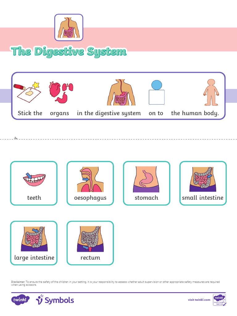 Digestive System Cut and Stick Activity | PDF