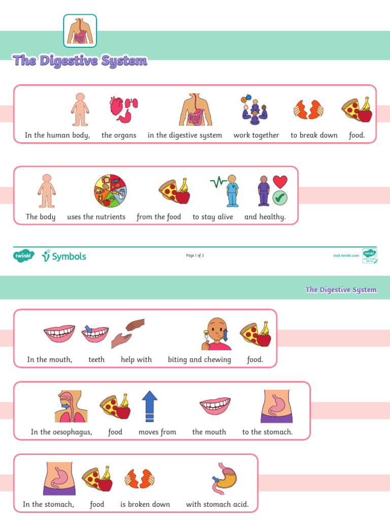 Digestive System Activity | PDF