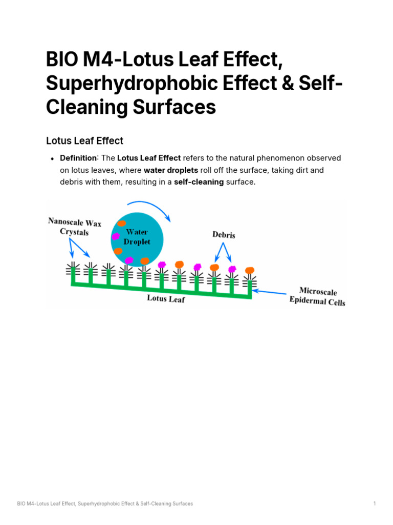 Lotus Leaf Effect: Superhydrophobic Surfaces | PDF | Hydrophobe | Chemistry