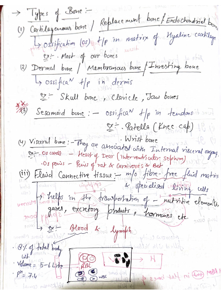 Fluid CT, Muscular and Neural Tissue | PDF