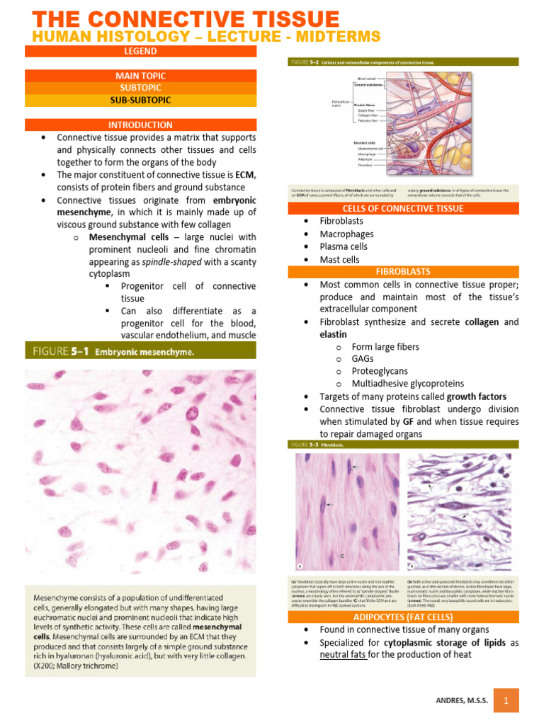 Histology Midterms Connective Tissue | PDF | Connective Tissue | Monocyte