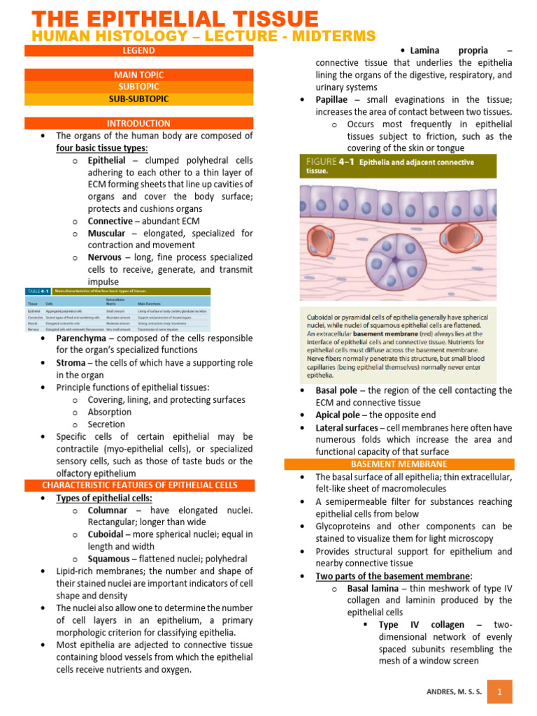 Histology Midterms Epithelial Tissue | PDF | Epithelium | Cell Membrane