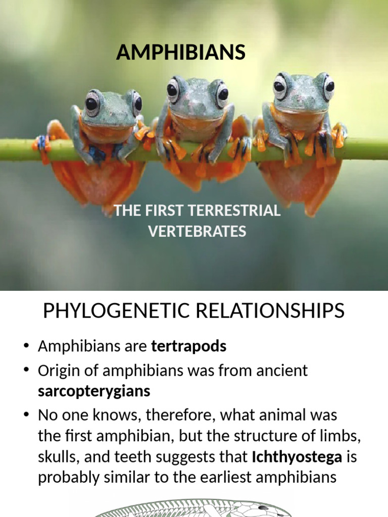 Diversity 2 (Amphibians) | PDF | Amphibian | Lung