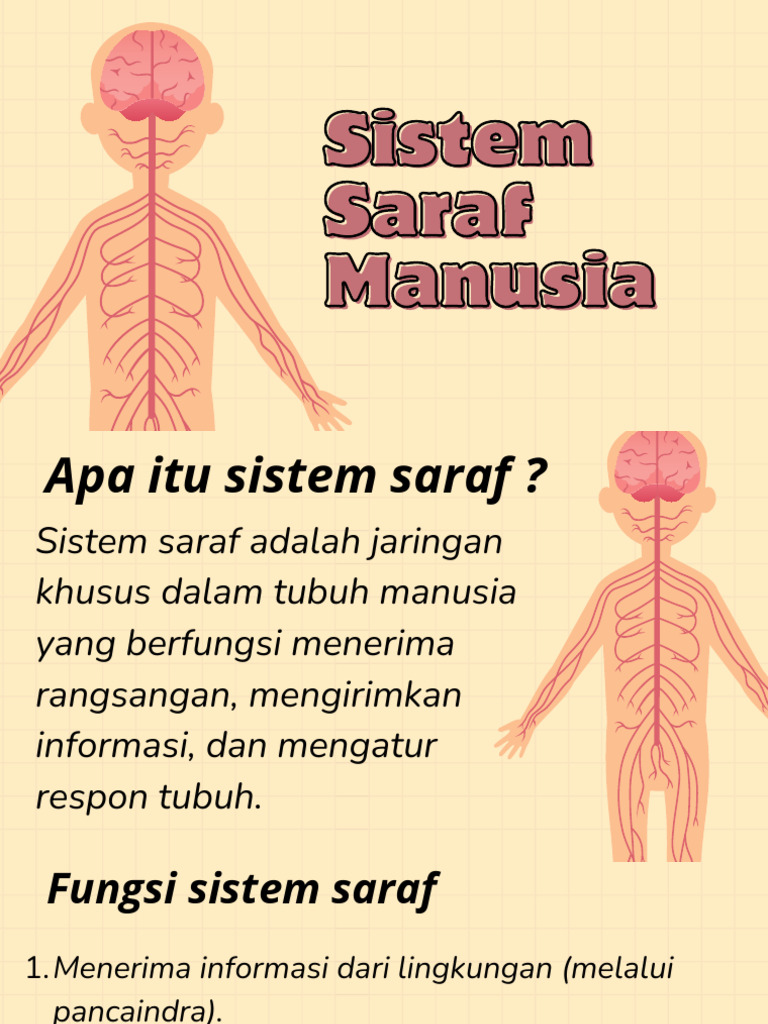 Fungsi dan Struktur Sistem Saraf Manusia | PDF