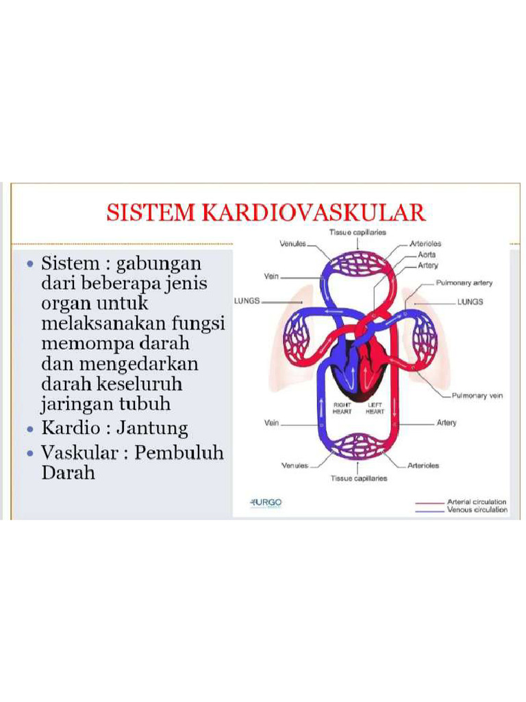 Sistem Kardiovaskular | PDF